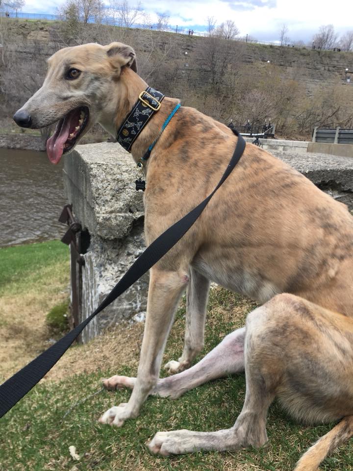 Sonic – Kurt Heinrich